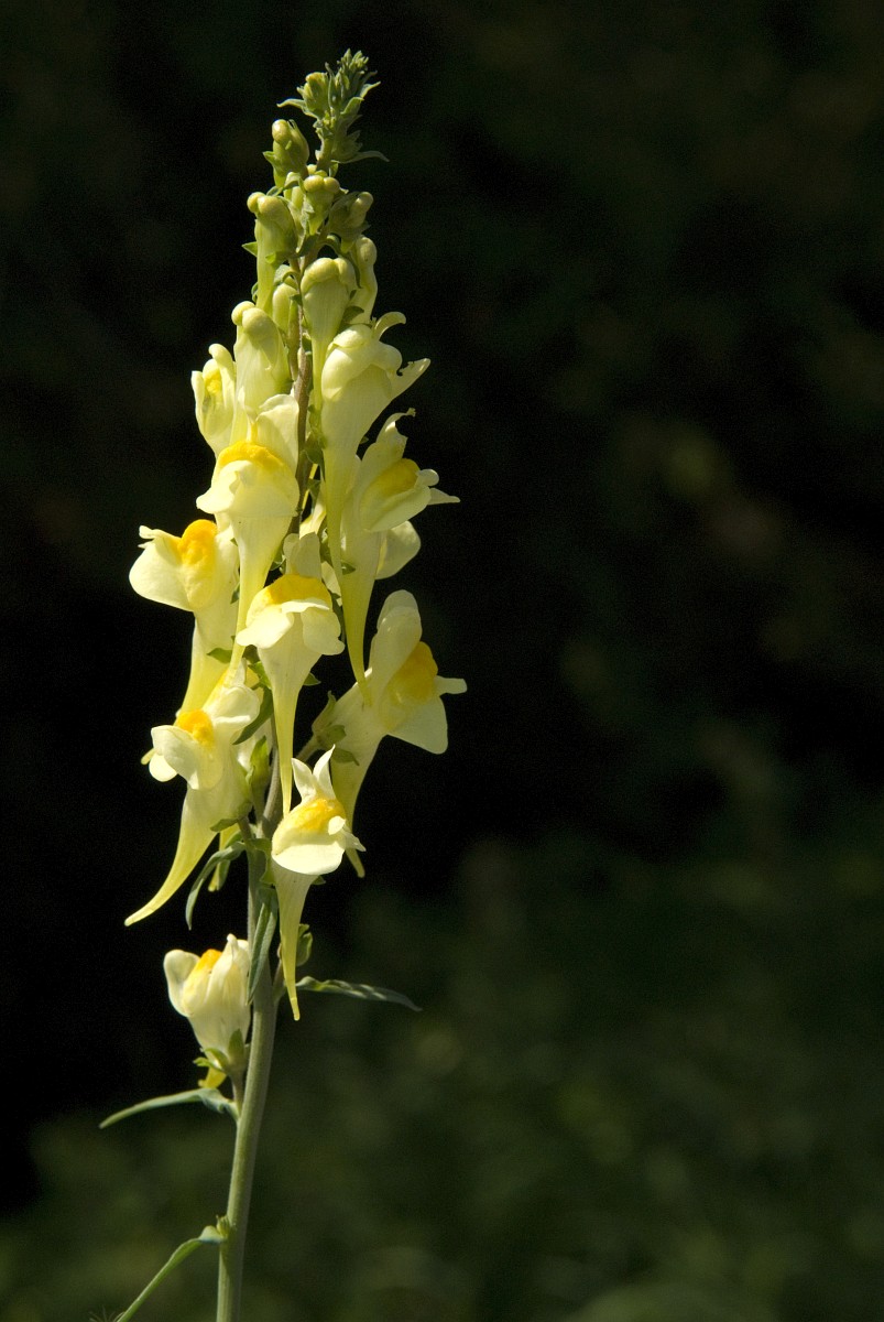 Linaria vulgaris, Common Toadflax