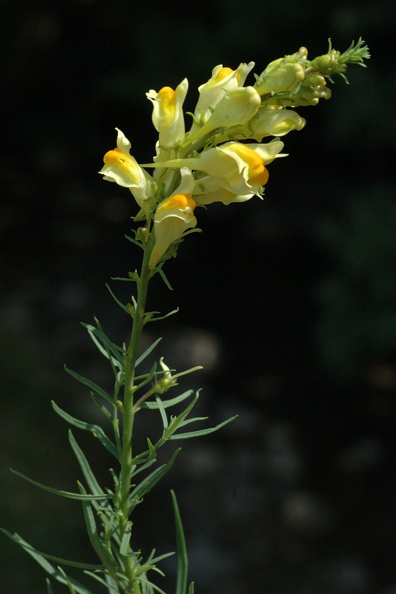 Linaria vulgaris, Common Toadflax