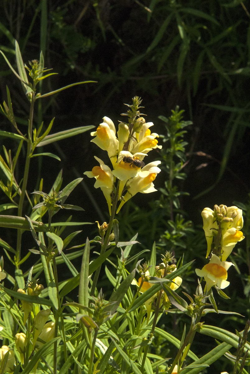 Linaria vulgaris, Common Toadflax