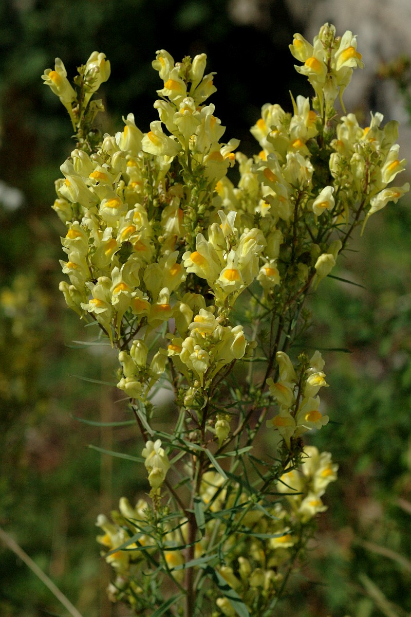 Linaria vulgaris, Common Toadflax