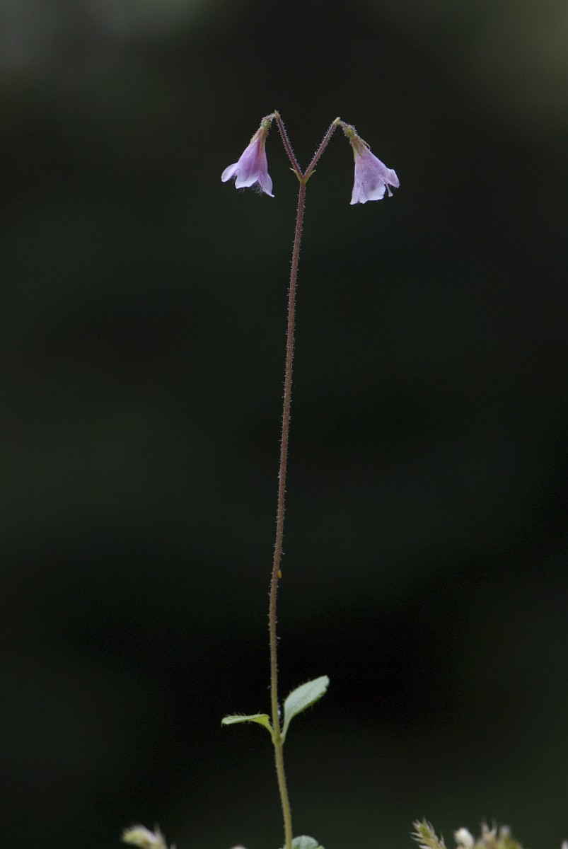 Linnaea borealis, Twin Flower