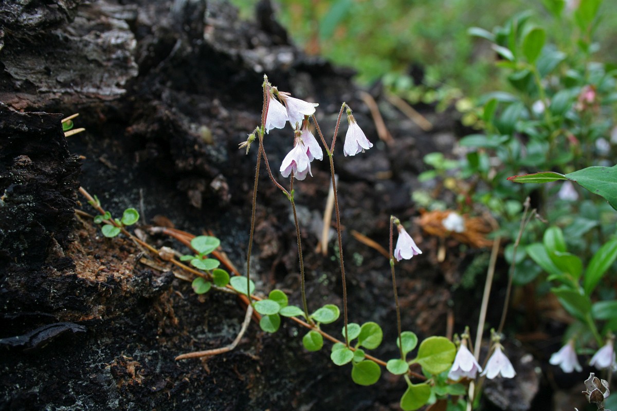 Linnaea borealis, Twin Flower