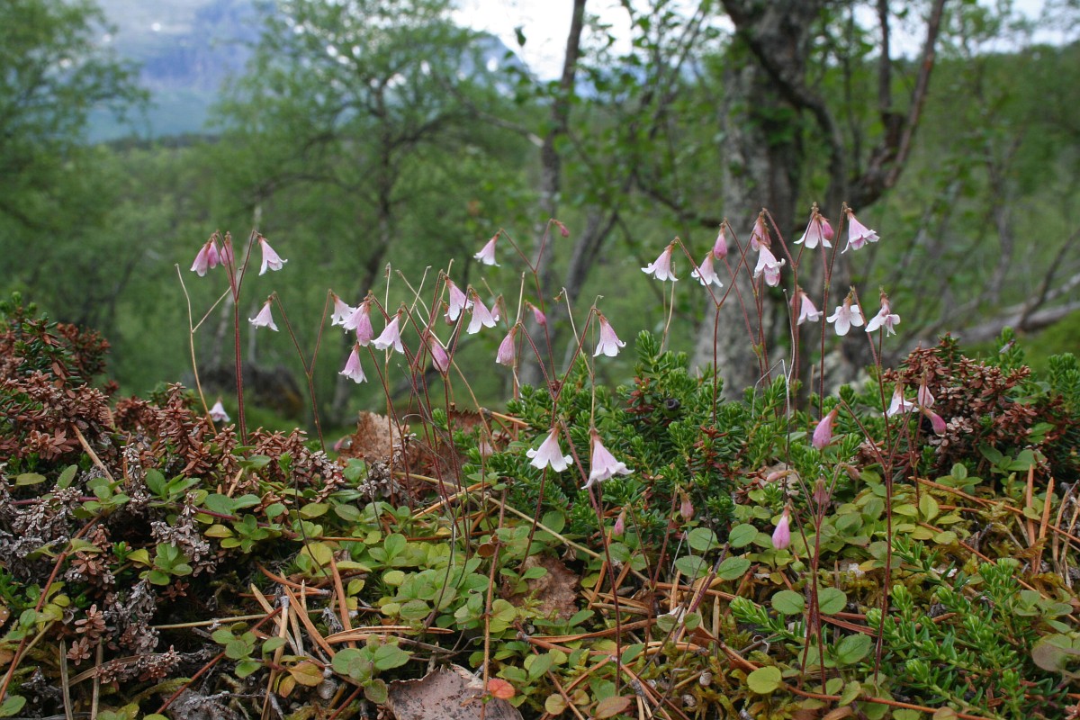 Linnaea borealis, Twin Flower