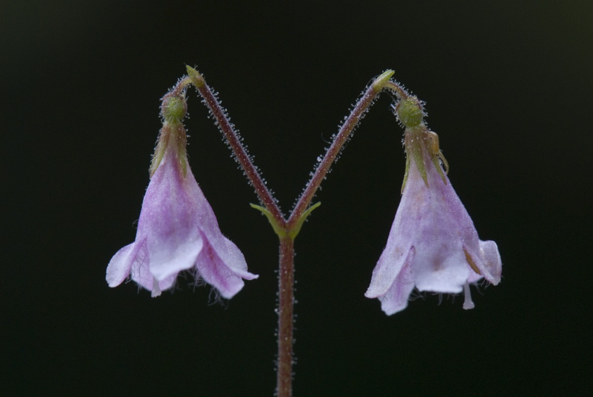 Linnaea borealis, Twin Flower
