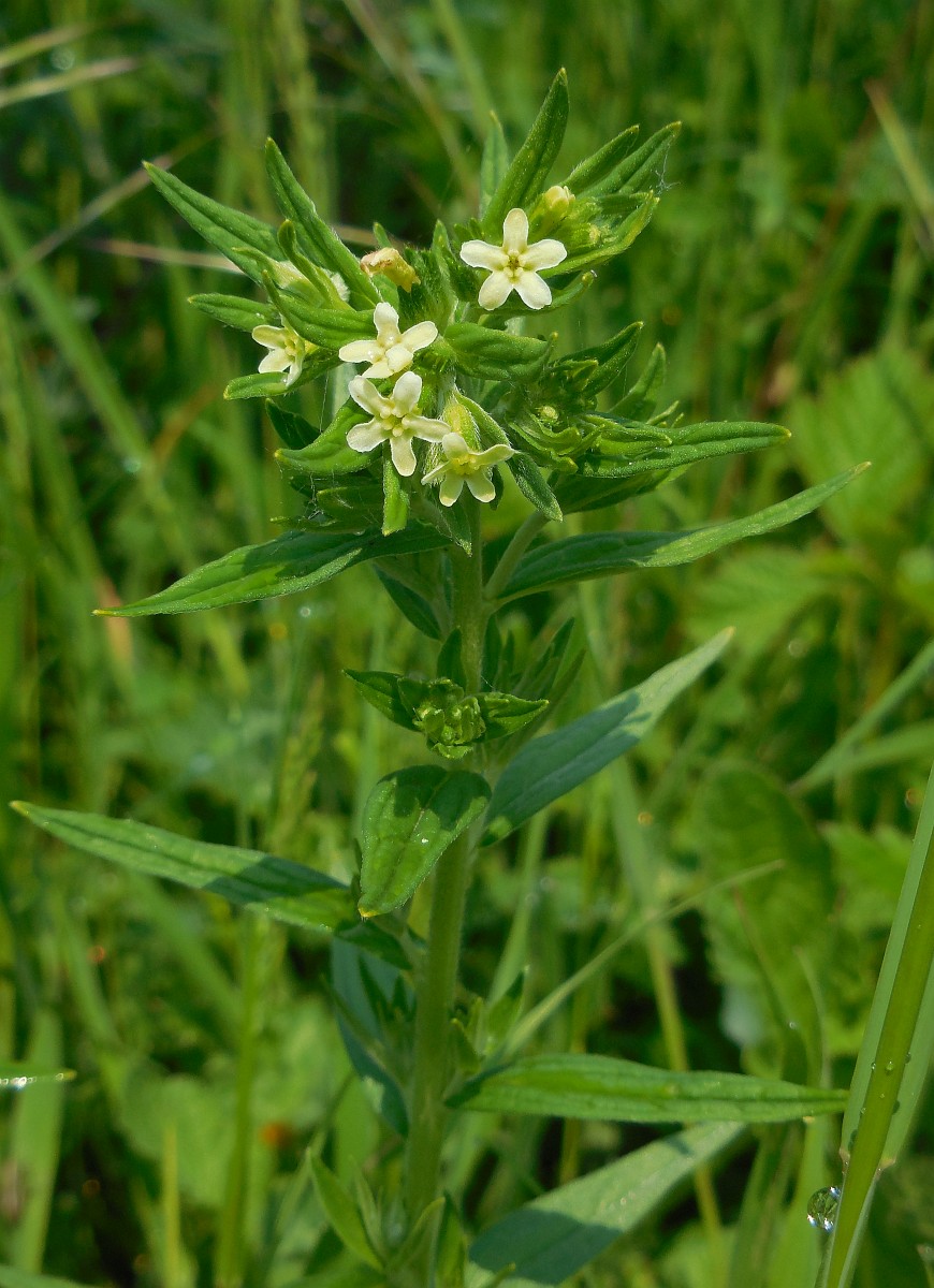 Lithospermum officinale, Common Gromwell