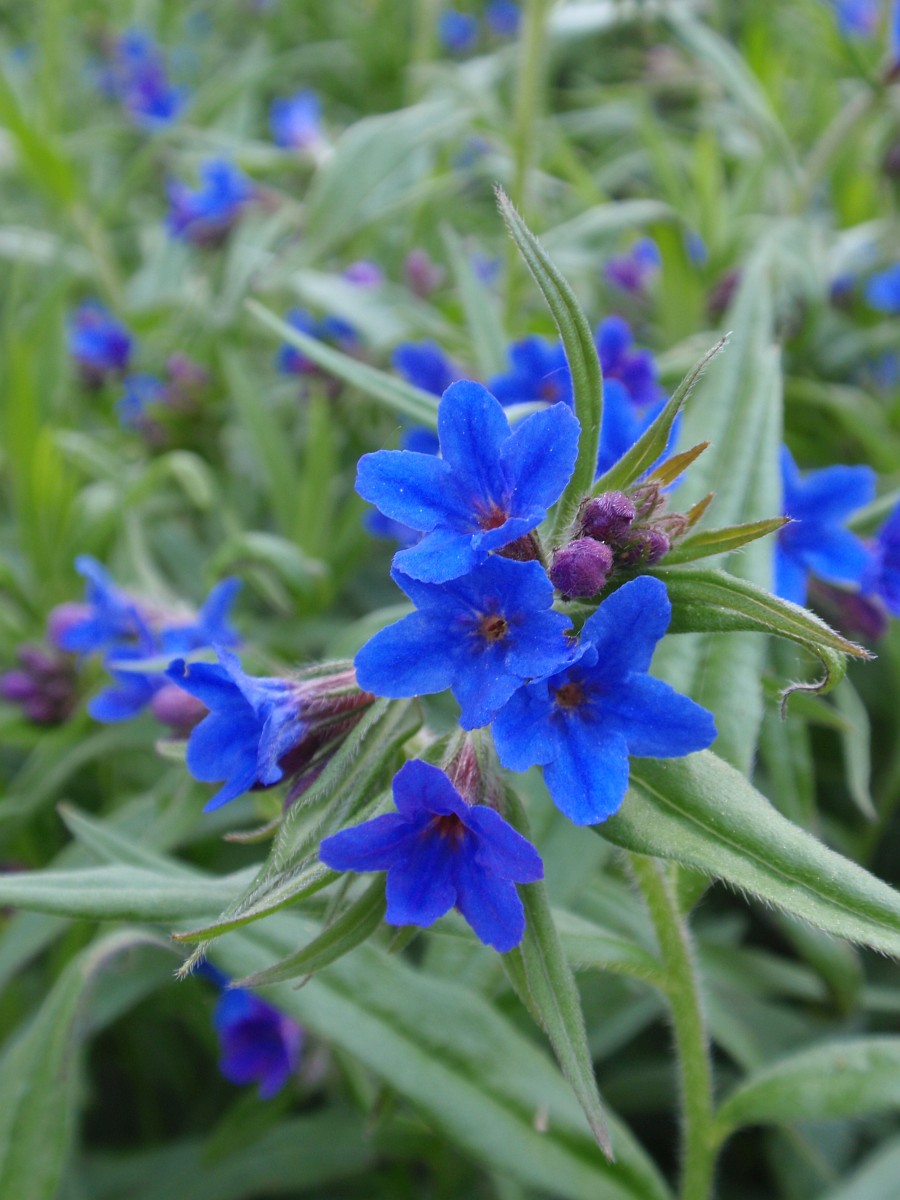 Lithospermum purpurocoeruleum