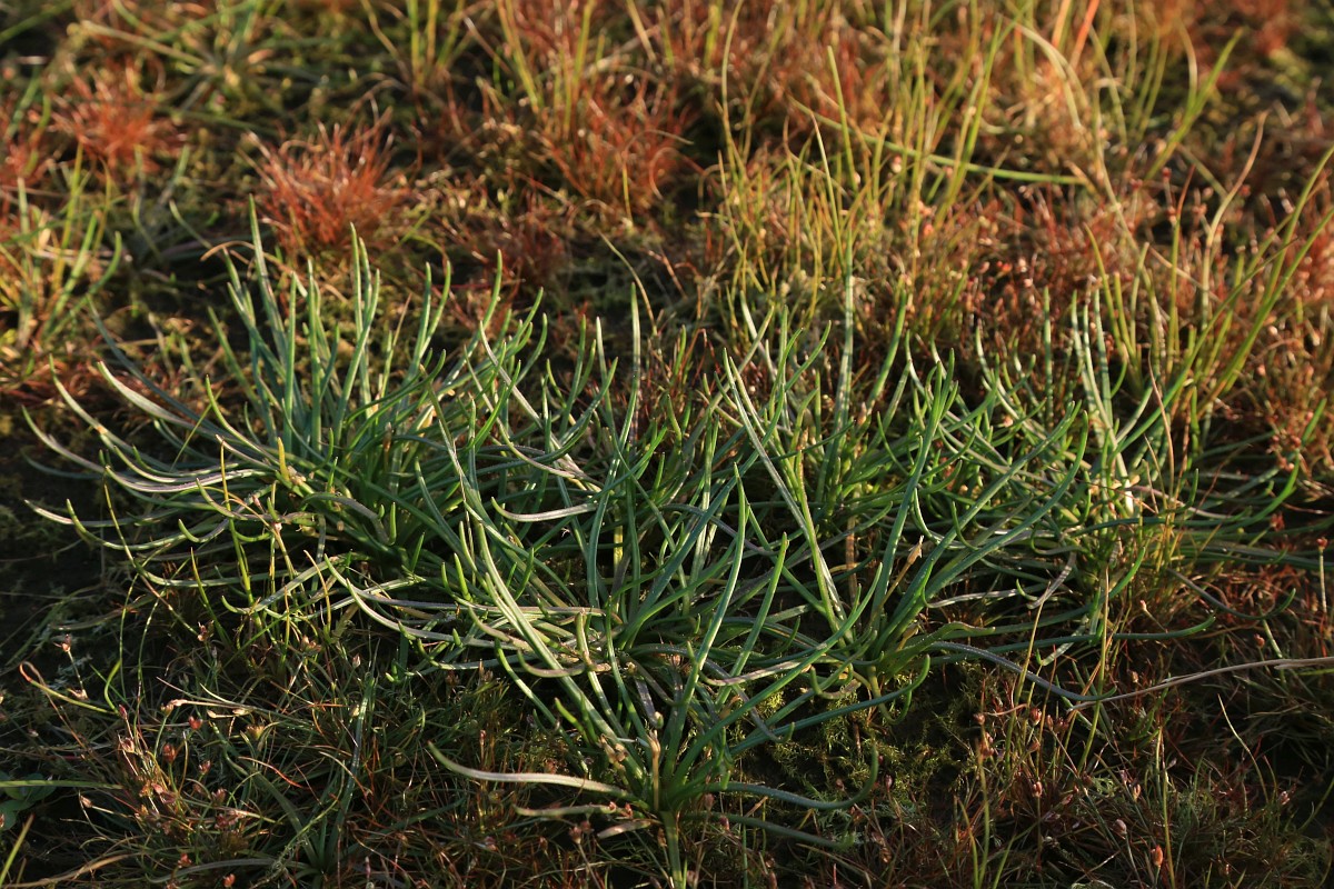 Litorella uniflora, Shoreweed