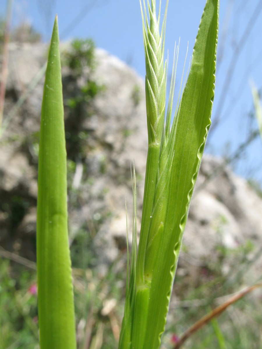 Lolium temulentum, Darnel Ryegrass
