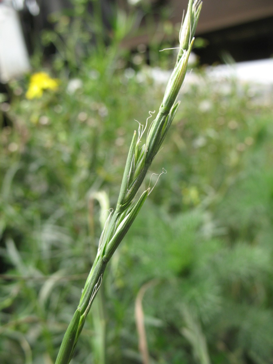Lolium temulentum, Darnel Ryegrass