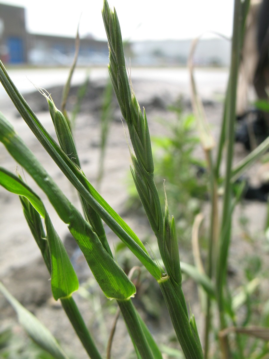 Lolium temulentum, Darnel Ryegrass