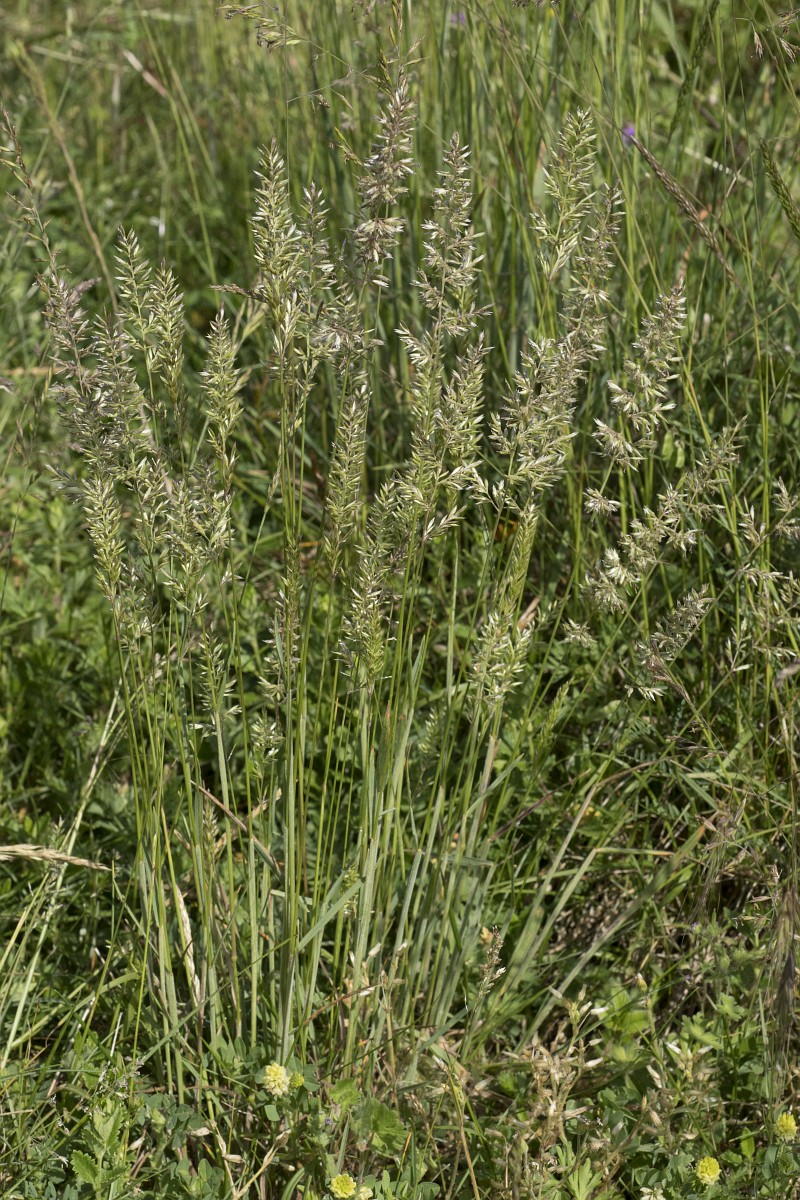 Lolium temulentum, Darnel Ryegrass