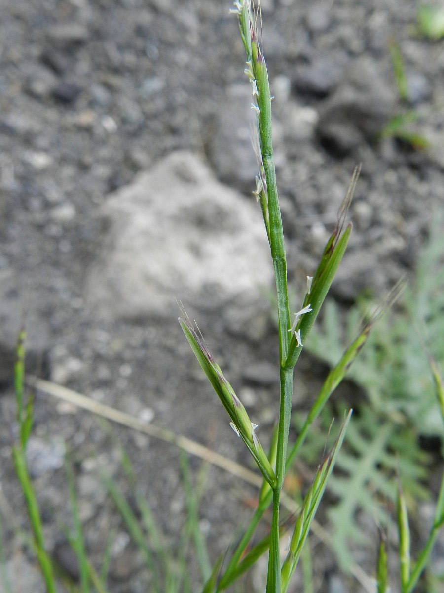 Lolium temulentum, Darnel Ryegrass