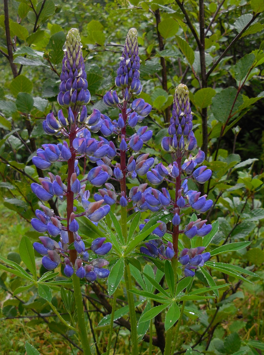 Lupinus polyphyllus, Bigleaf Lupine