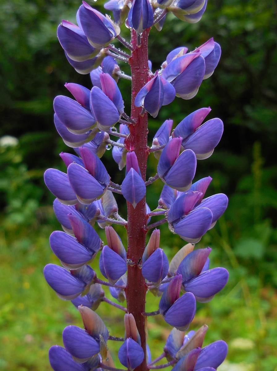 Lupinus polyphyllus, Bigleaf Lupine