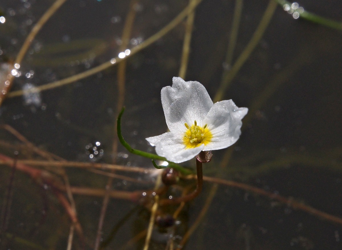 Luronium natans, Floating Water-plantain