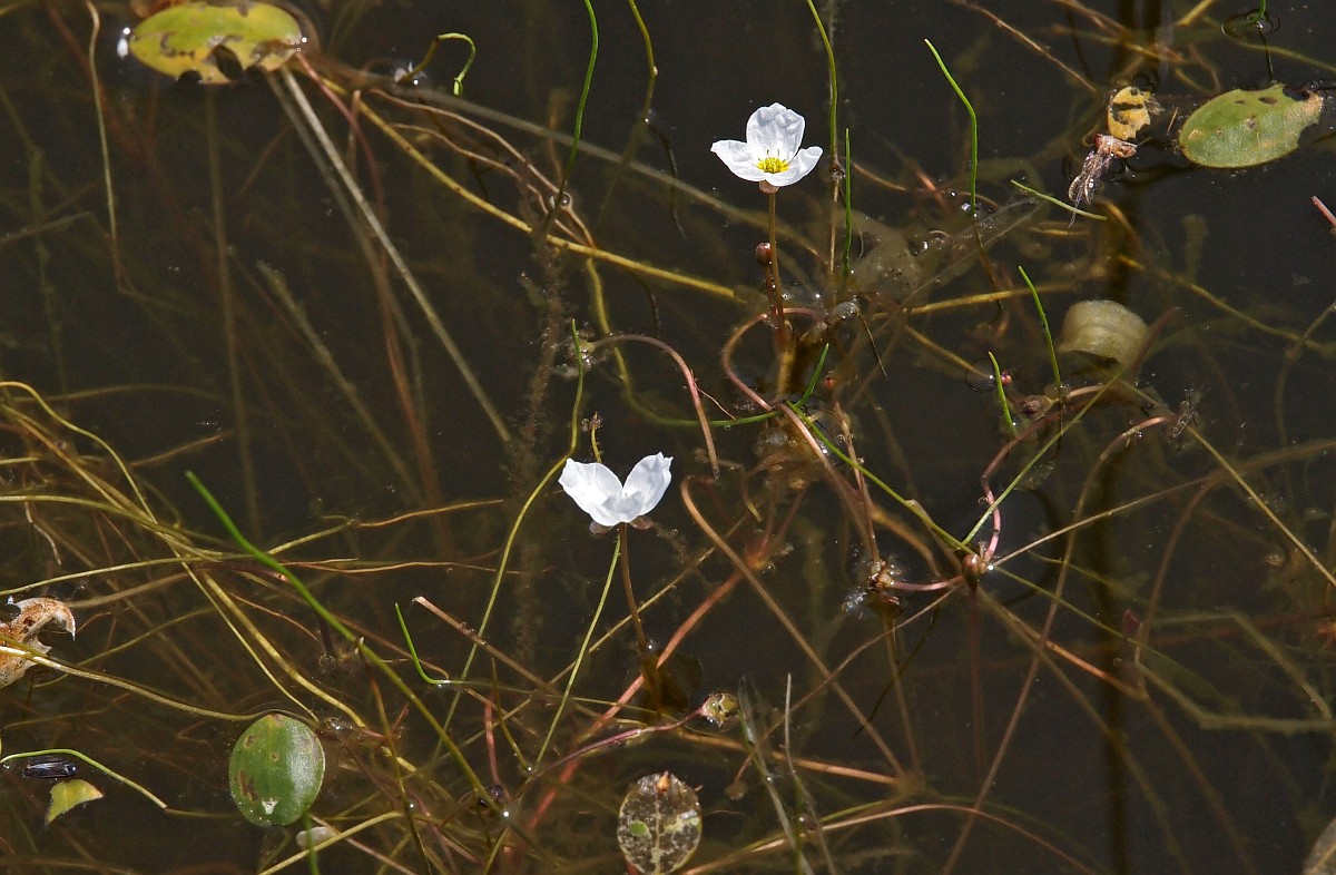 Luronium natans, Floating Water-plantain