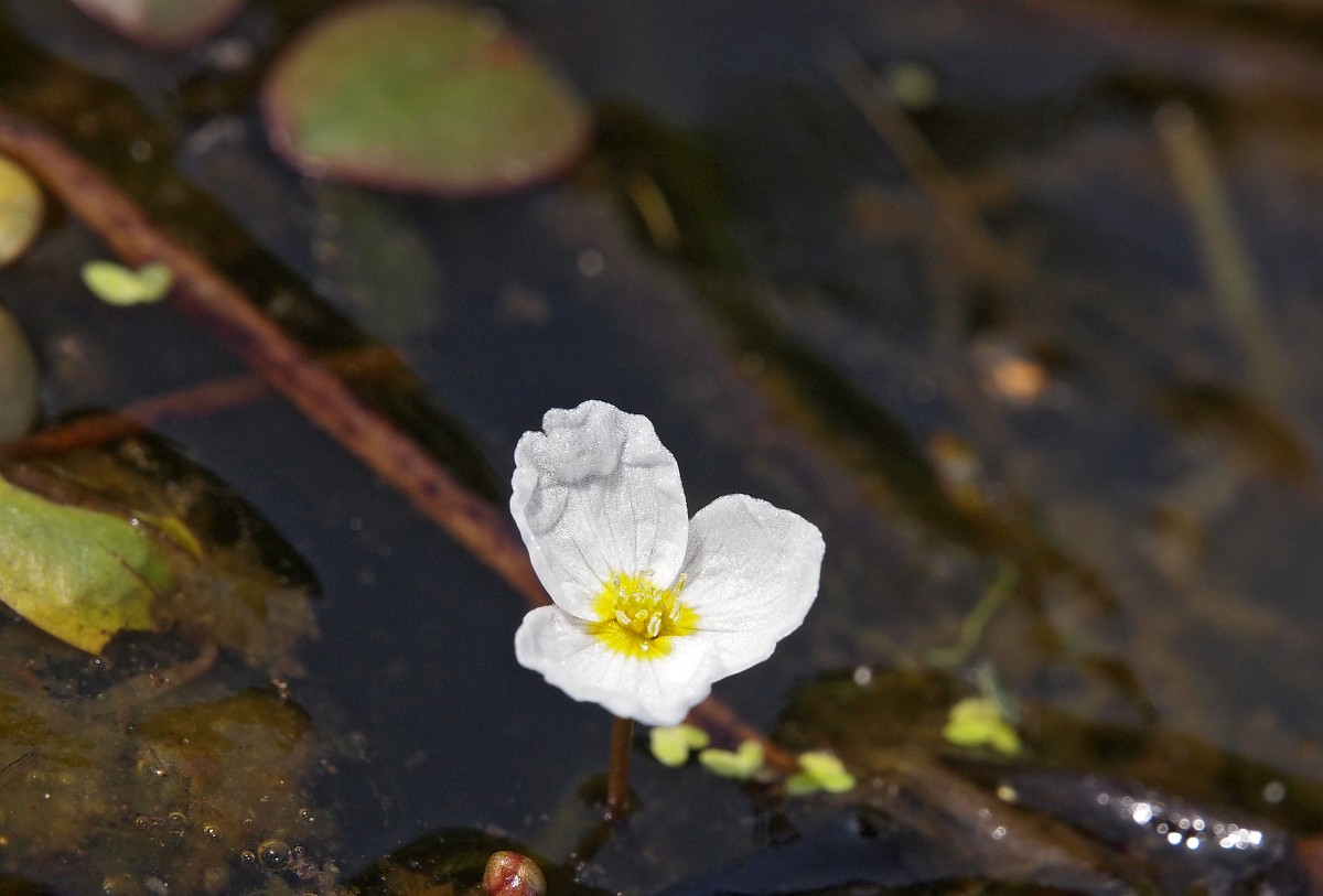 Luronium natans, Floating Water-plantain