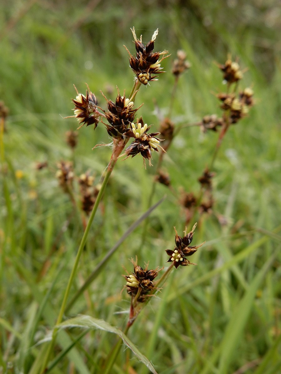 Luzula campestris, Field Wood-rush