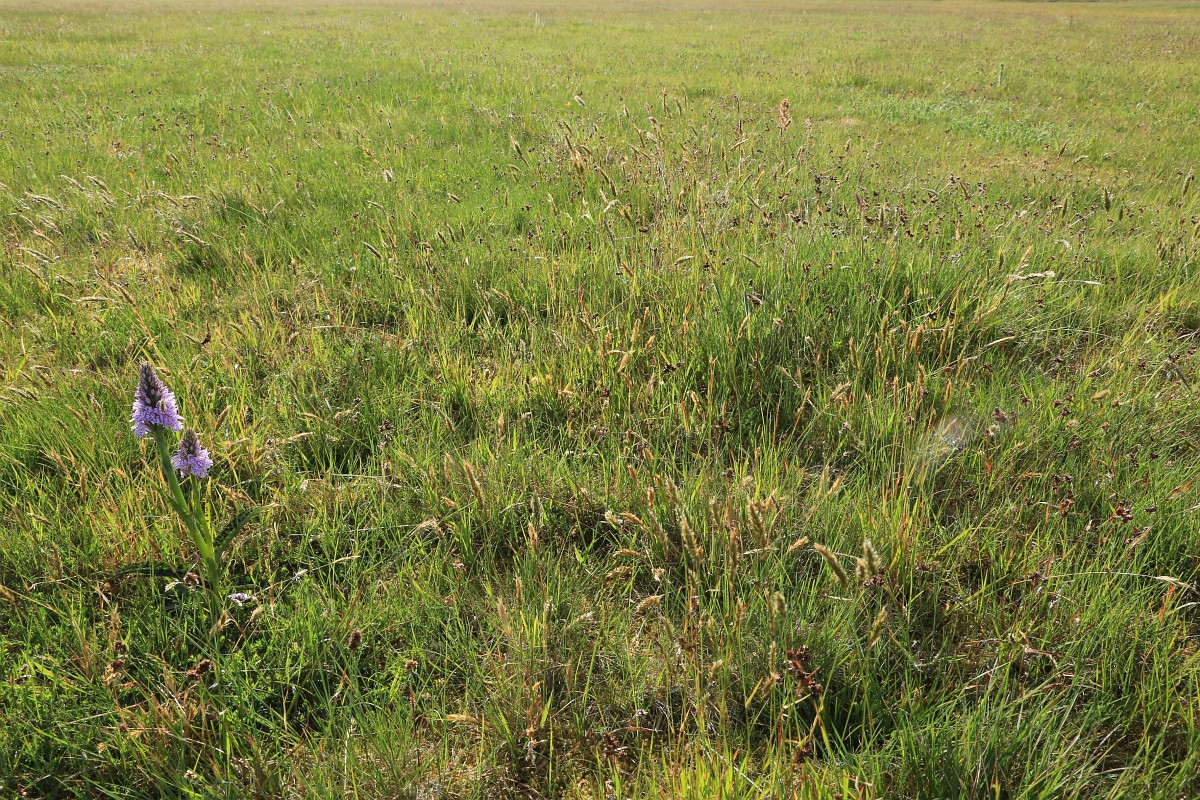 Luzula campestris, Field Wood-rush