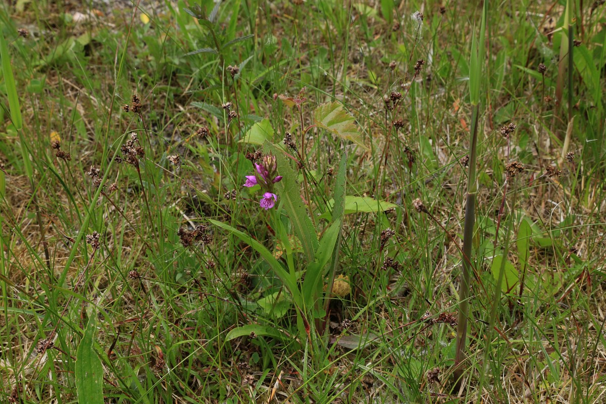 Luzula multiflora, Heath Wood-rush