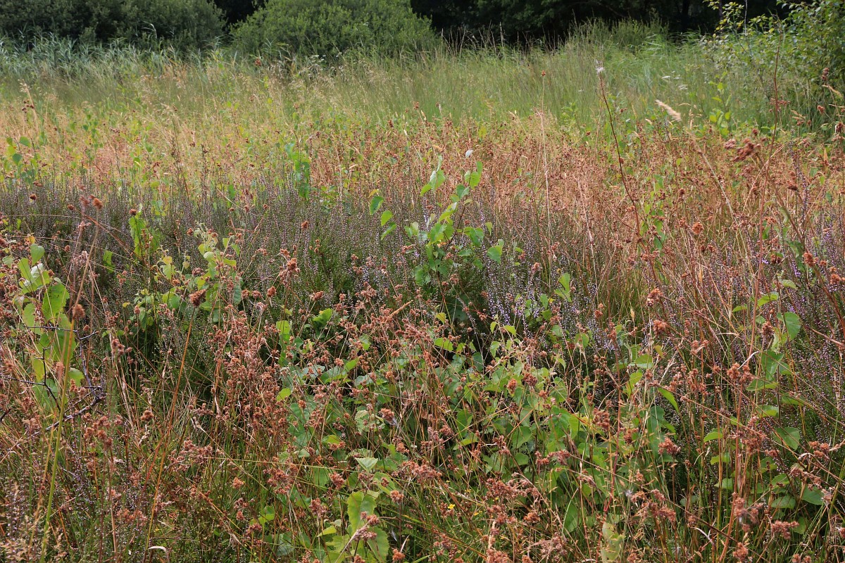 Luzula multiflora, Heath Wood-rush