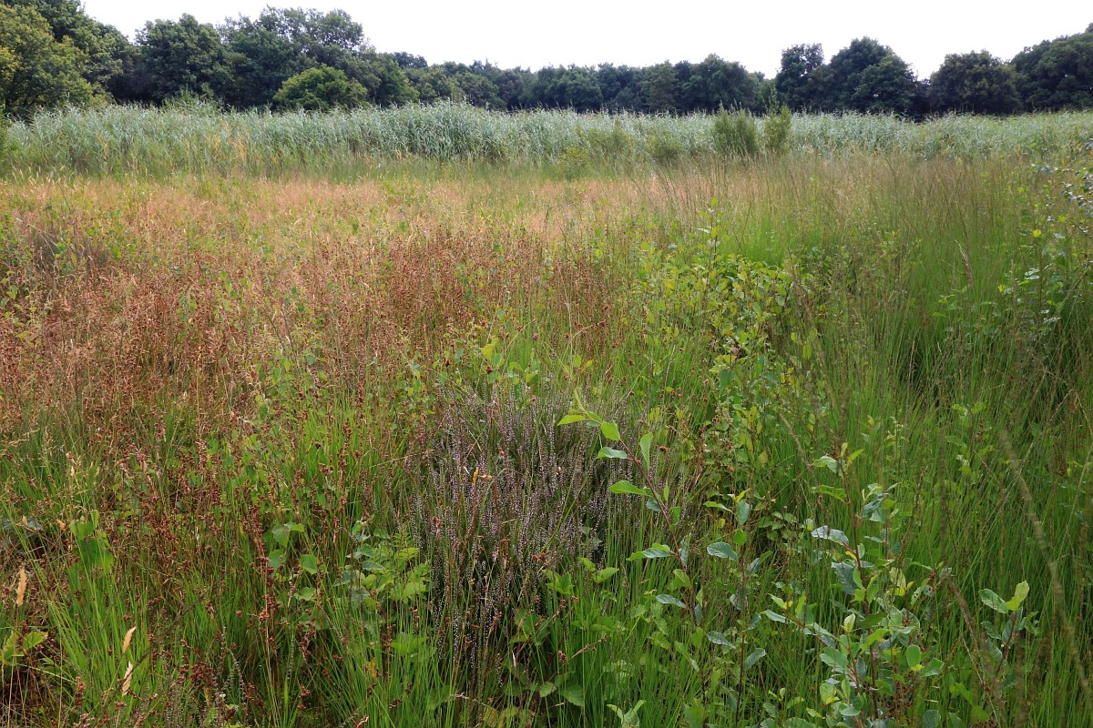 Luzula multiflora, Heath Wood-rush