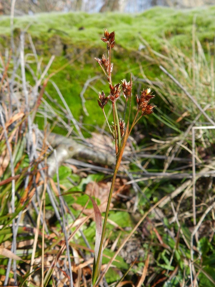 Luzula multiflora, Heath Wood-rush