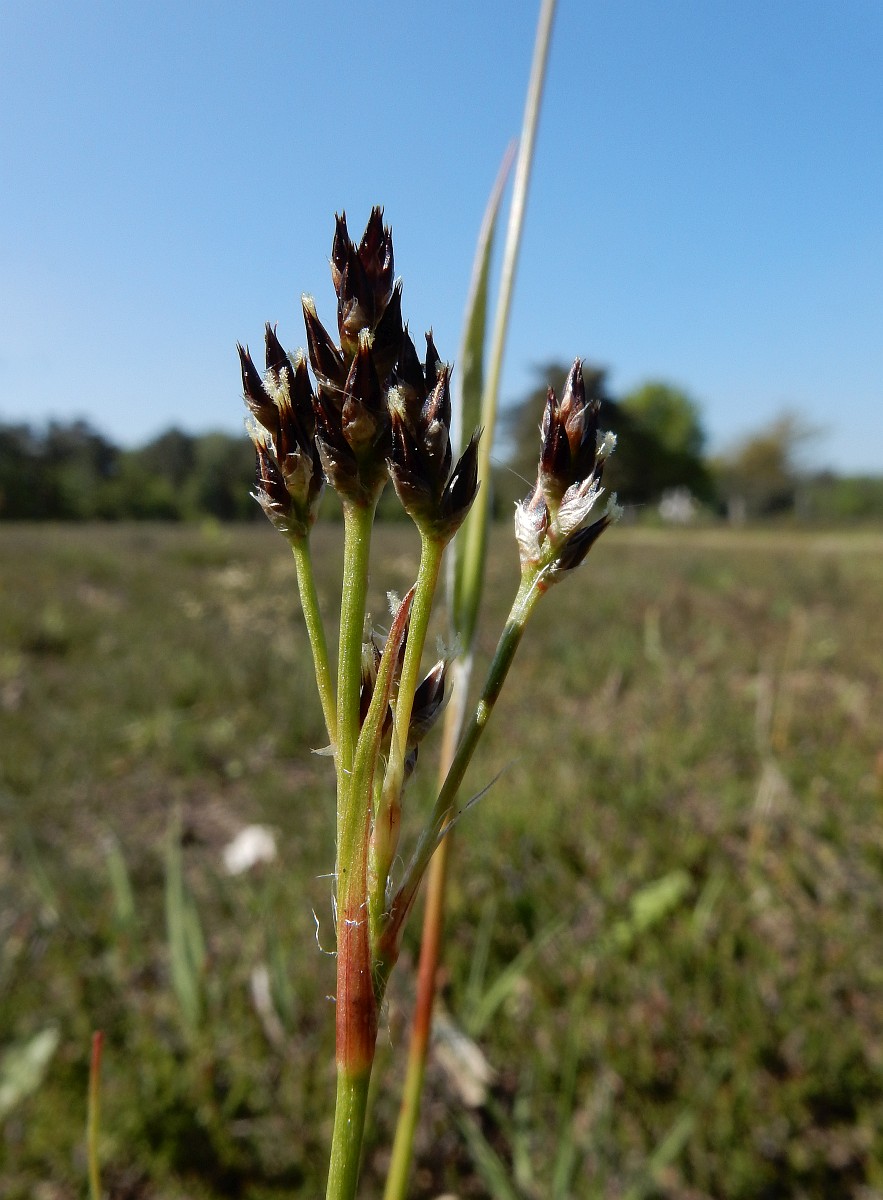 Luzula multiflora, Heath Wood-rush