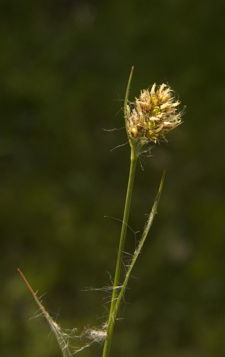 Luzula multiflora, Heath Wood-rush