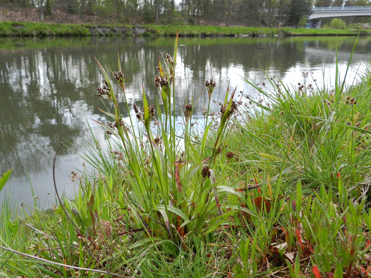 Luzula multiflora, Heath Wood-rush