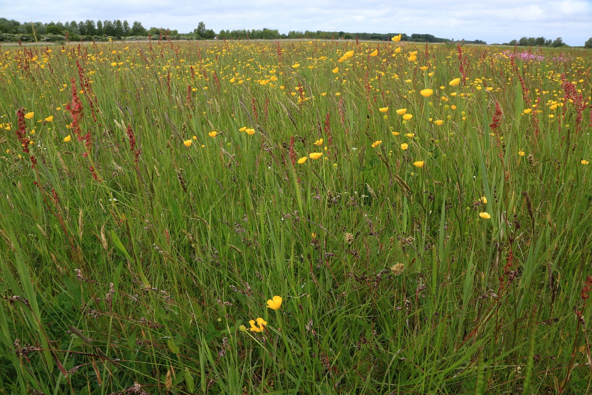 Luzula multiflora, Heath Wood-rush