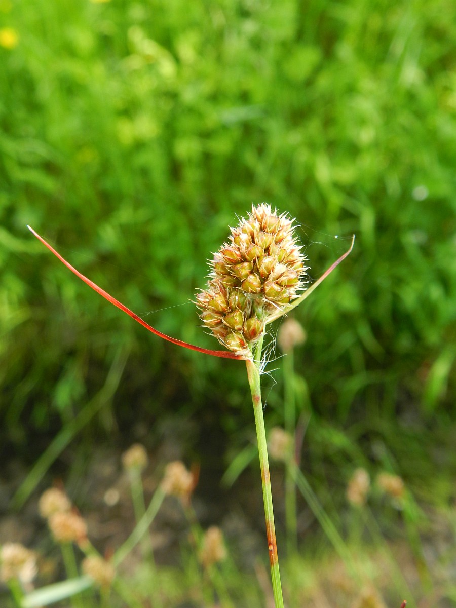 Luzula multiflora, Heath Wood-rush