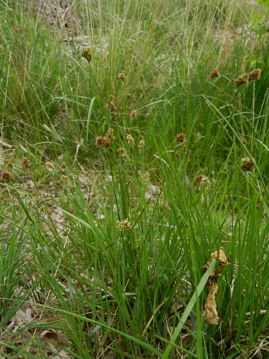 Luzula multiflora, Heath Wood-rush