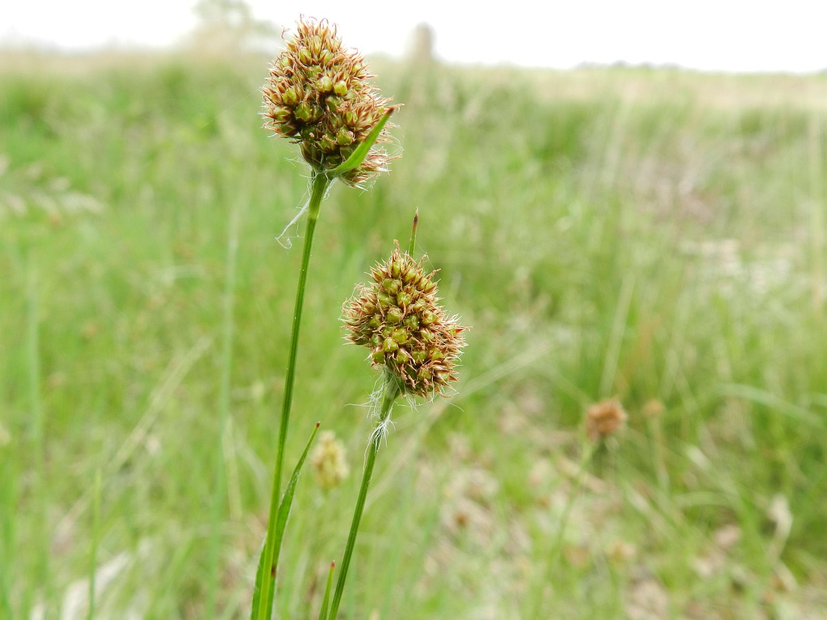 Luzula multiflora, Heath Wood-rush