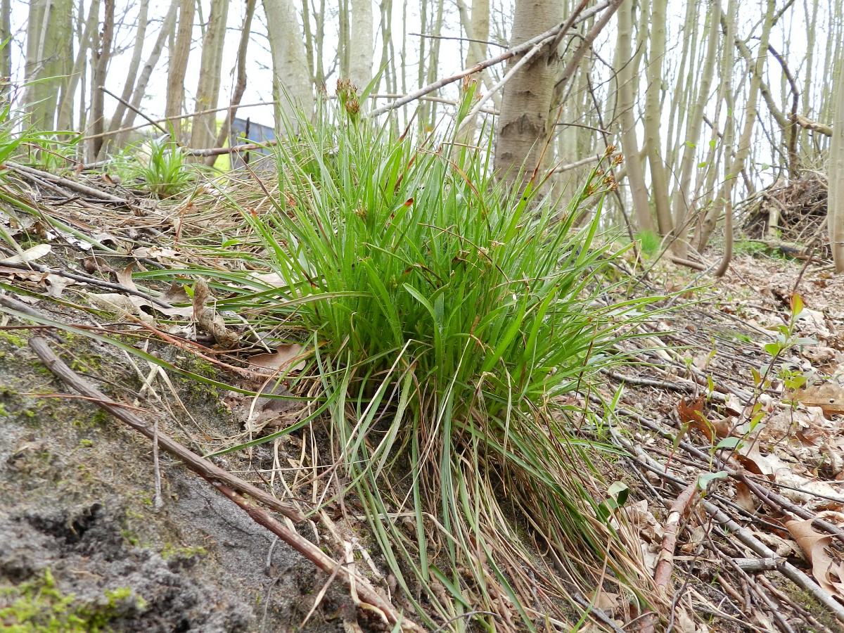 Luzula multiflora, Heath Wood-rush