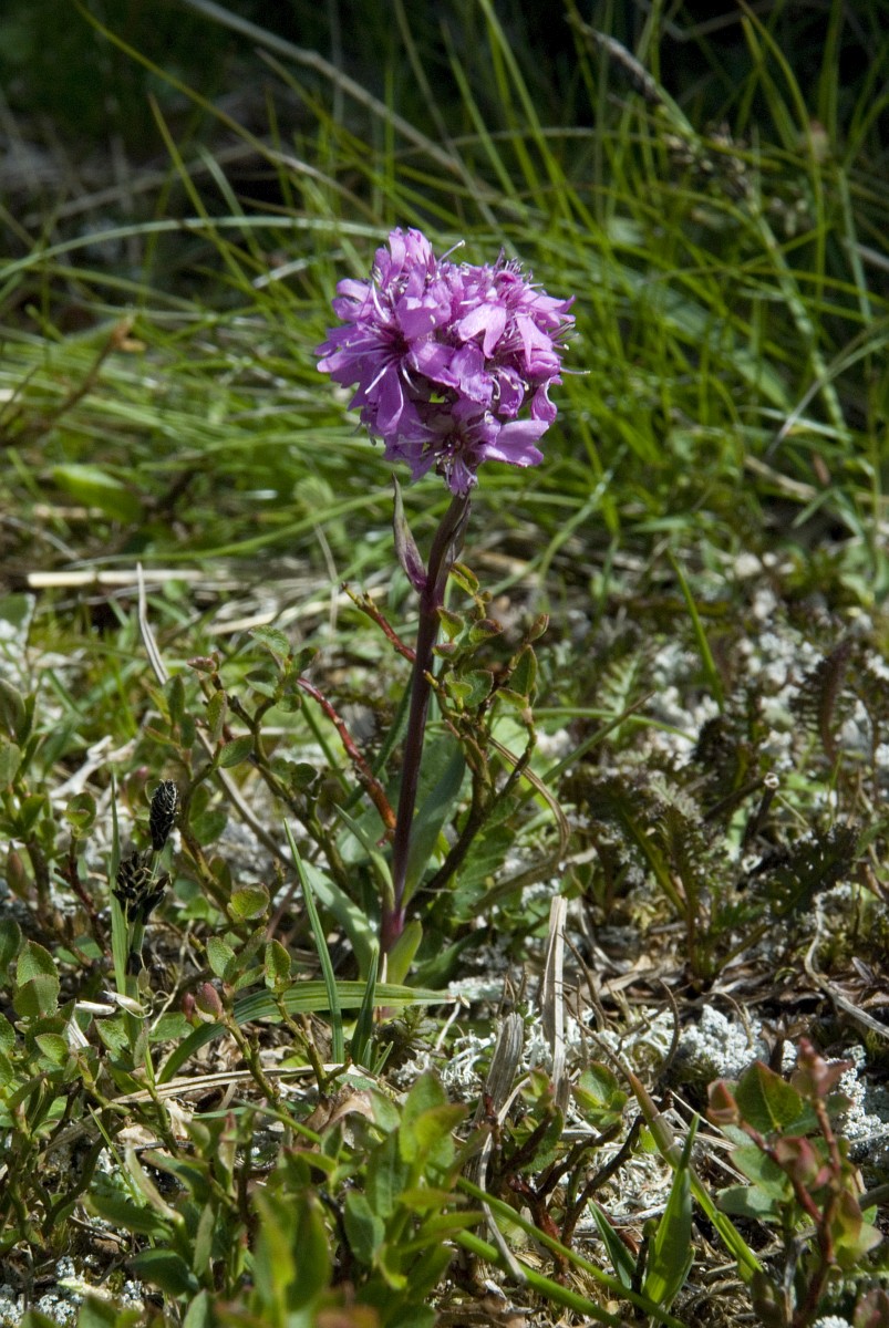 Lychnis alpina, Alpine Catchfly