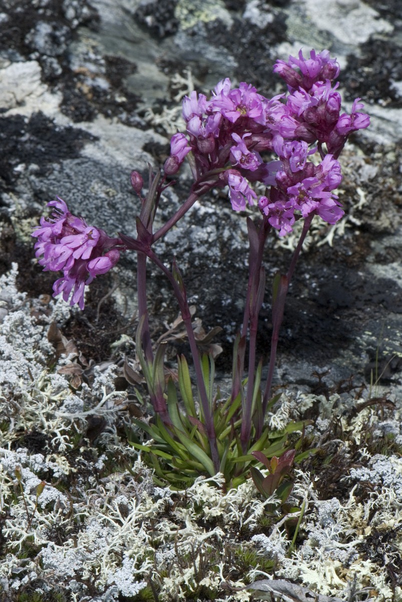 Lychnis alpina, Alpine Catchfly