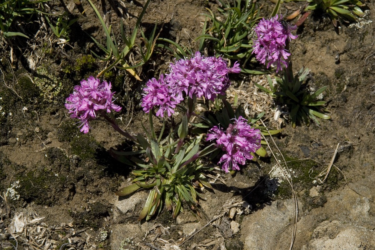 Lychnis alpina, Alpine Catchfly