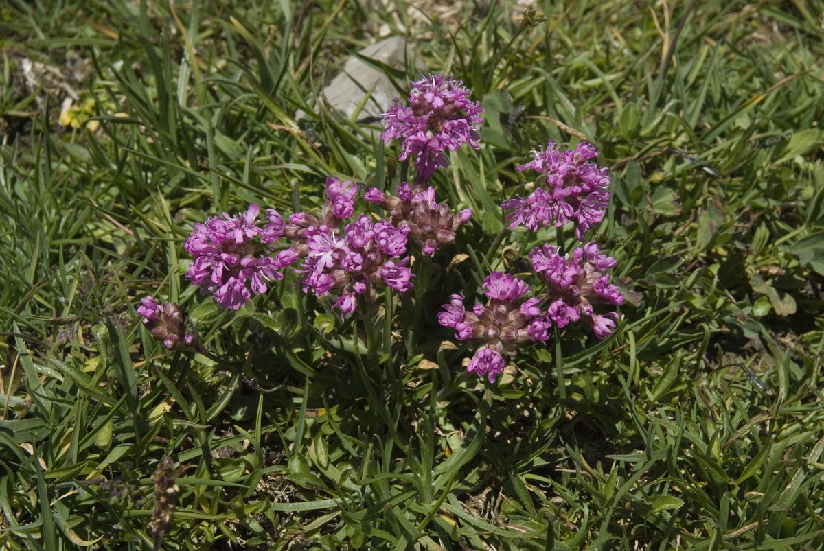 Lychnis alpina, Alpine Catchfly