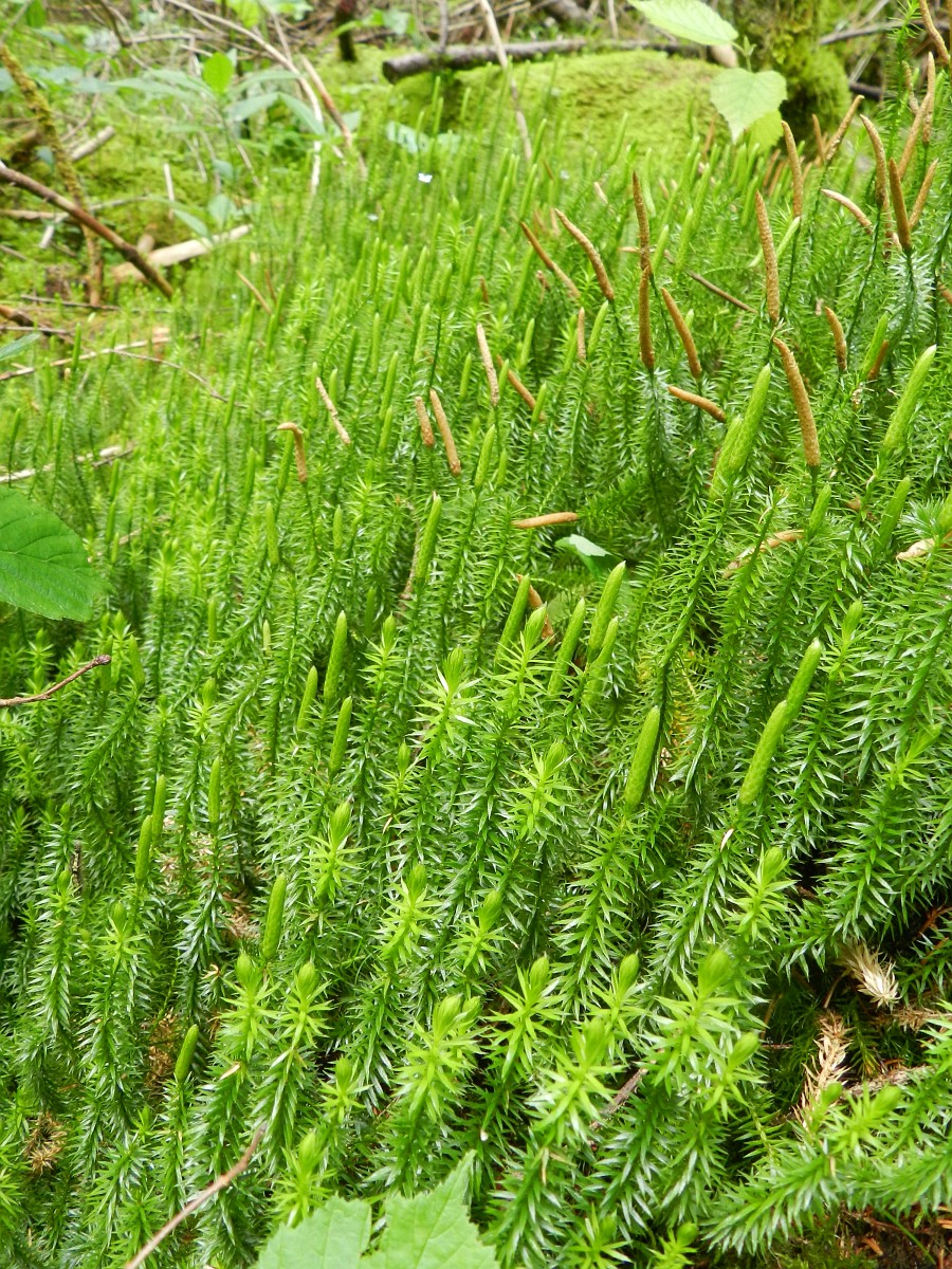 Lycopodium annotinum, Stiff Clubmoss