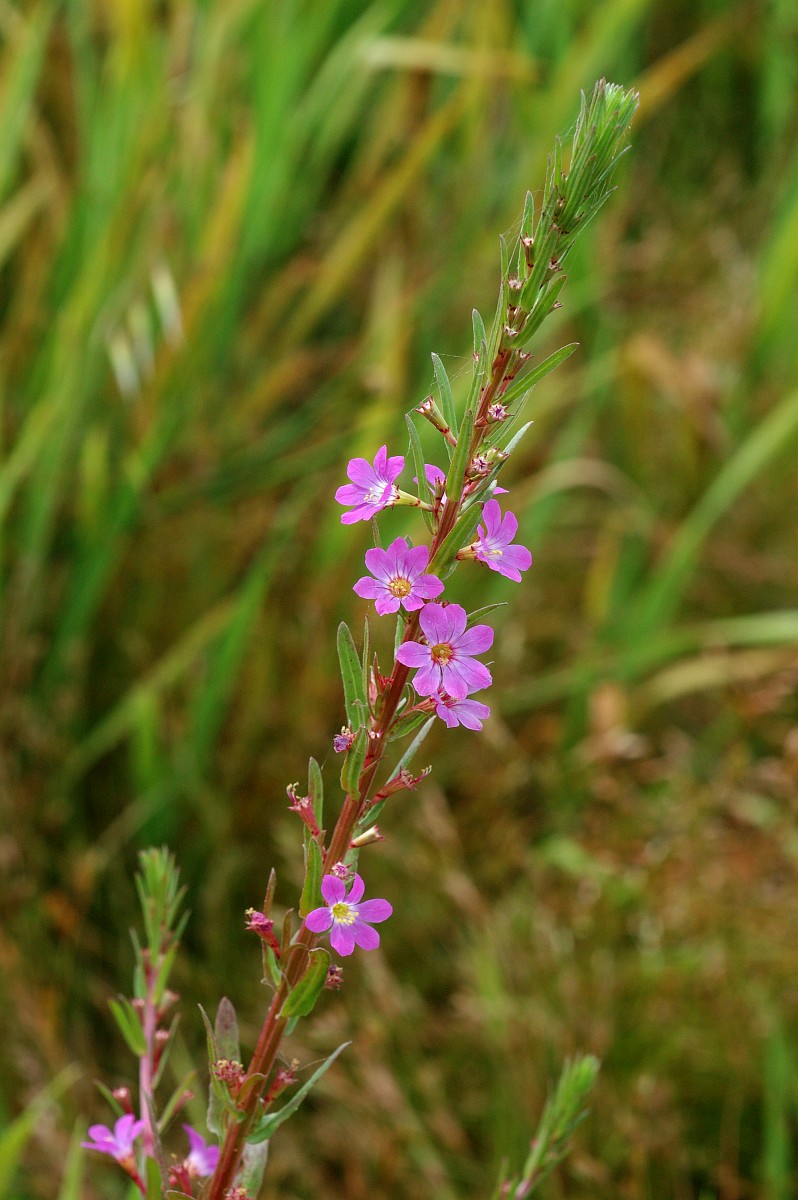 Lythrum junceum