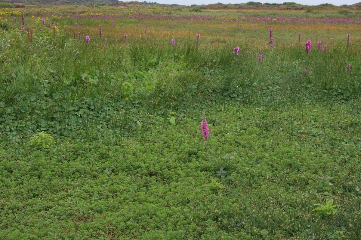 Lythrum portula, Water Purslane