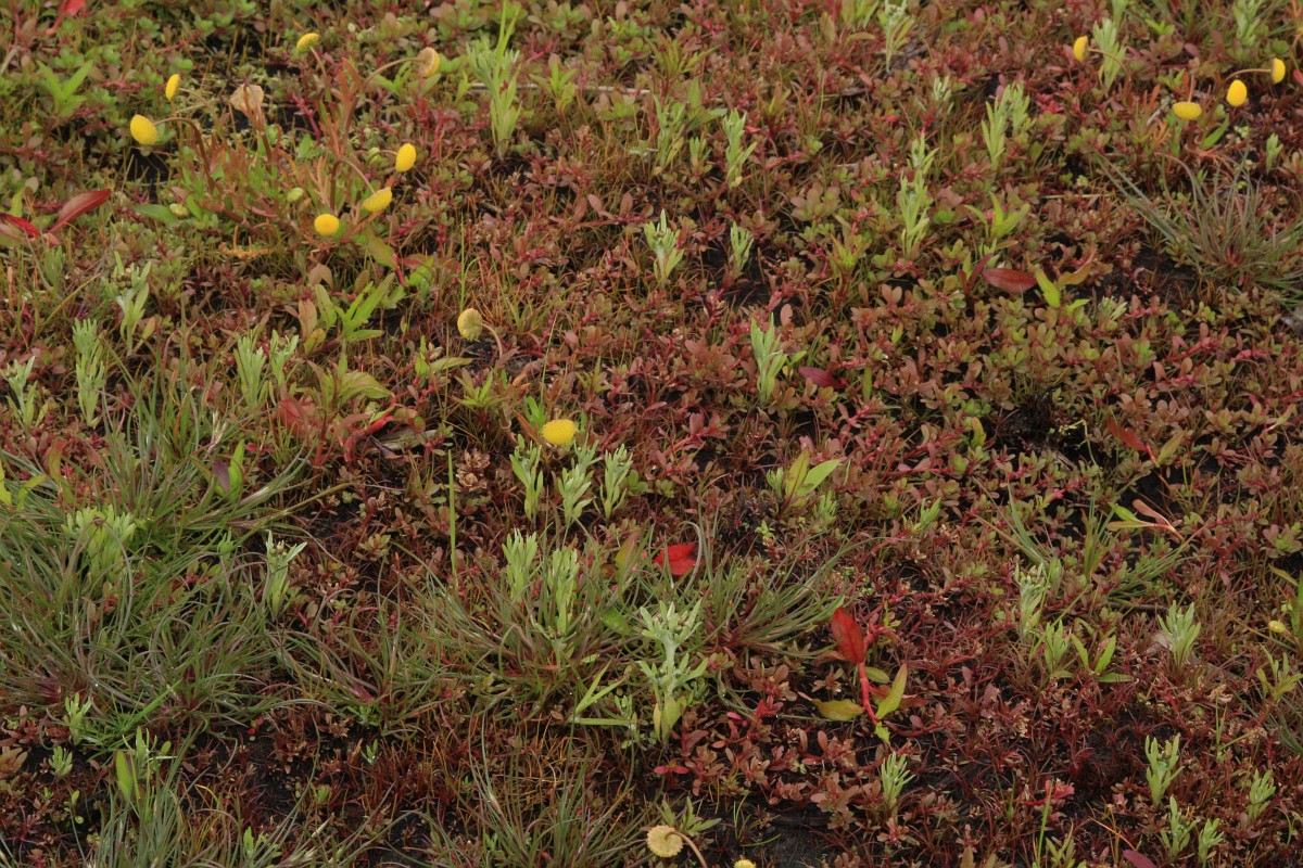Lythrum portula, Water Purslane