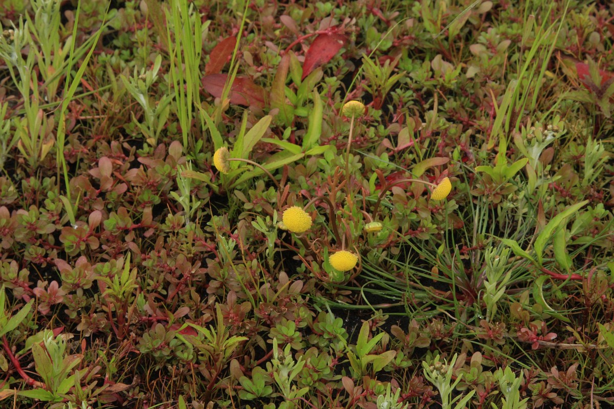 Lythrum portula, Water Purslane