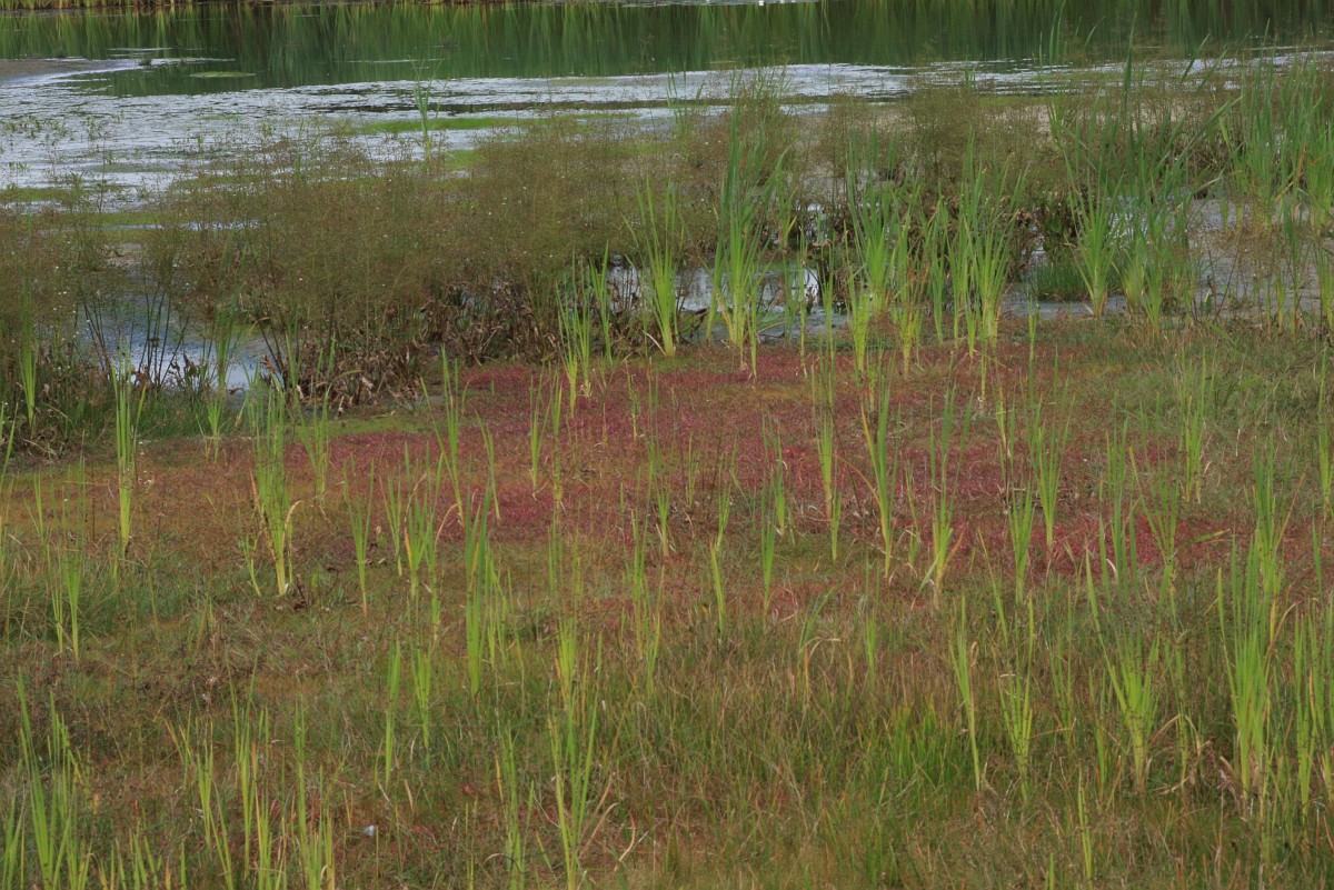 Lythrum portula, Water Purslane