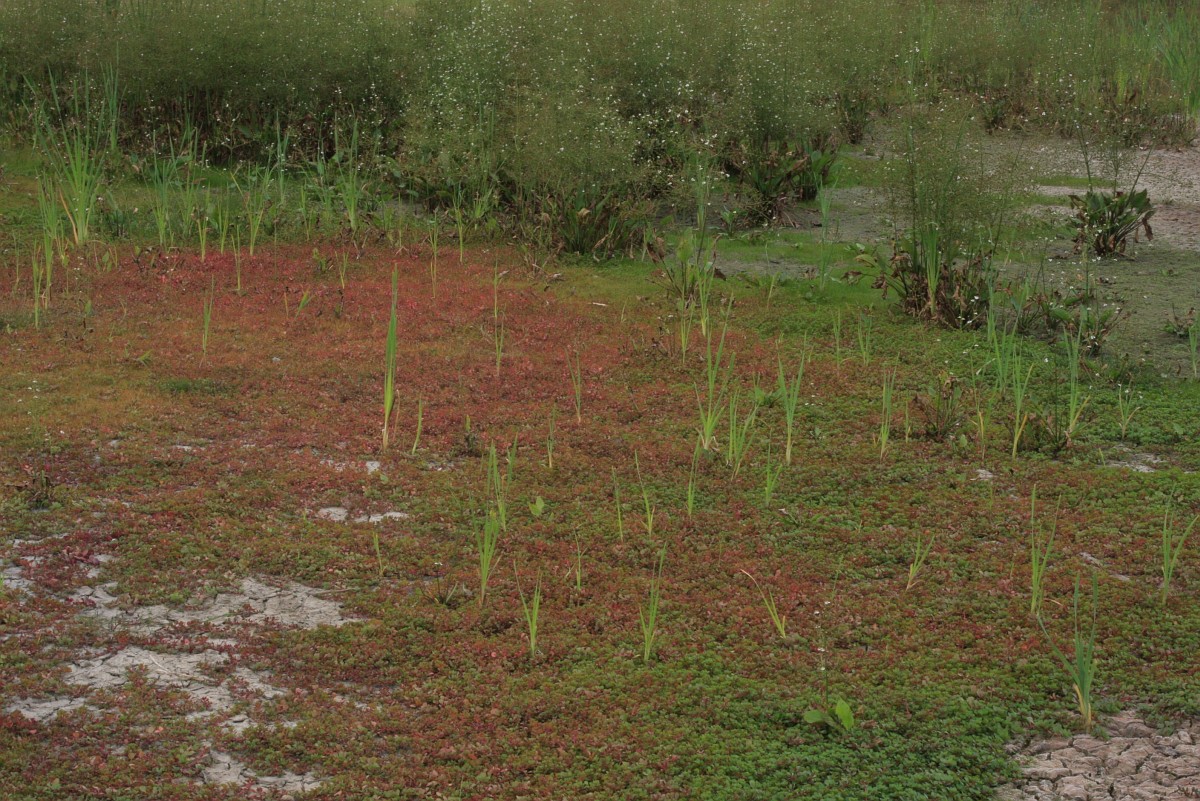 Lythrum portula, Water Purslane