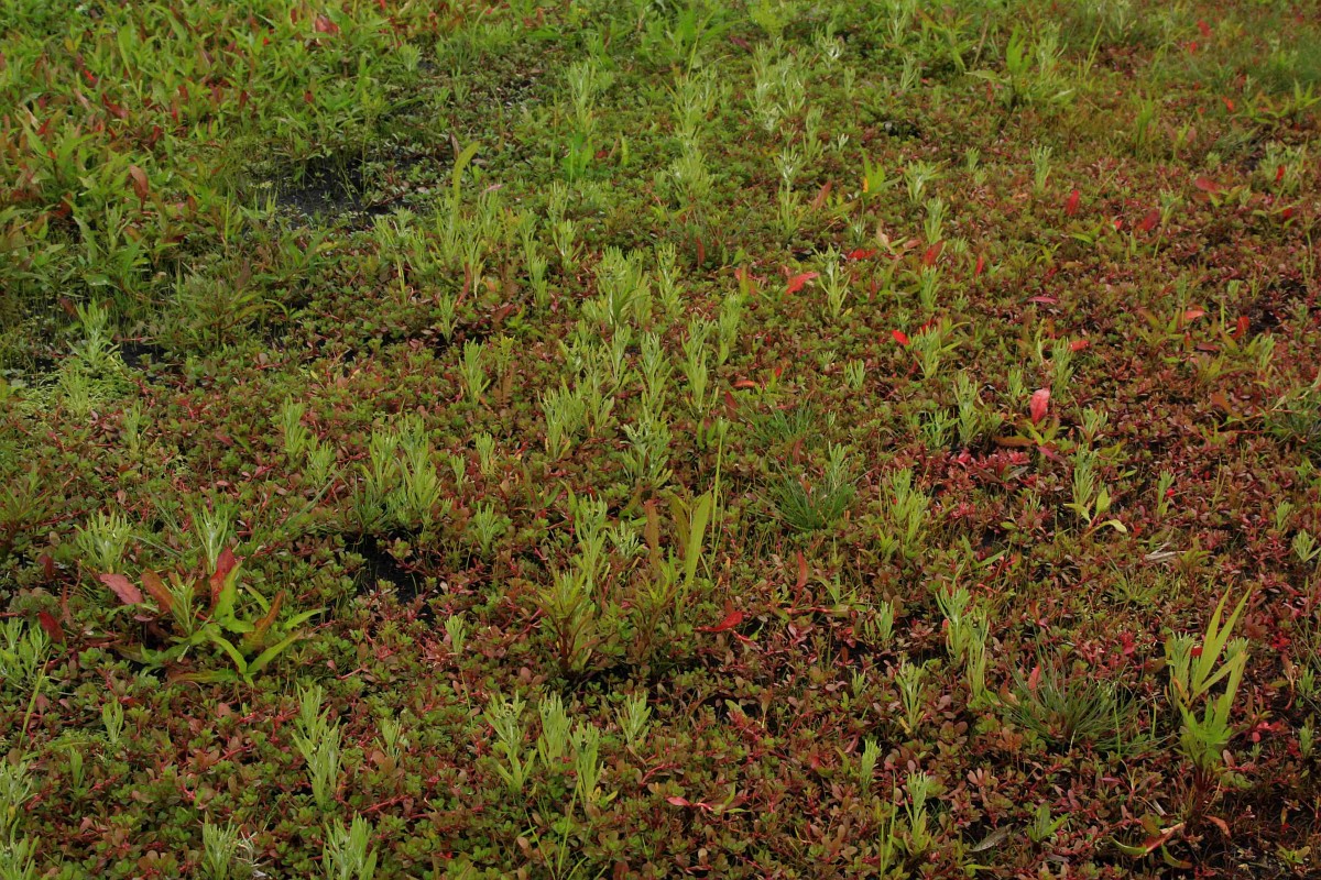 Lythrum portula, Water Purslane