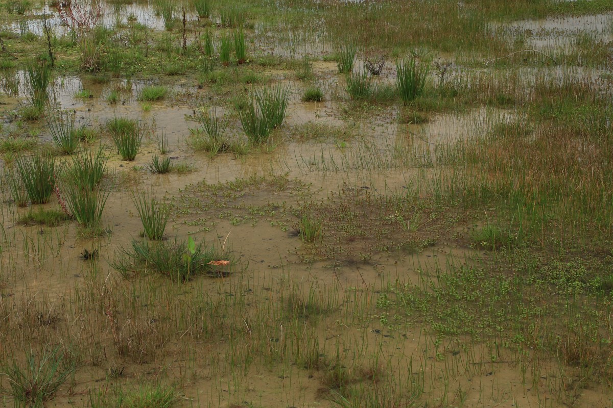 Lythrum portula, Water Purslane