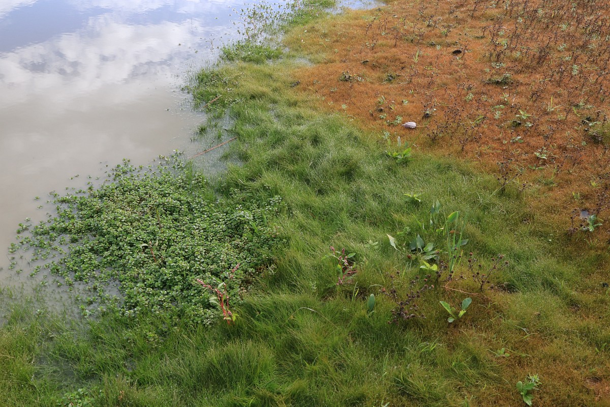 Lythrum portula, Water Purslane