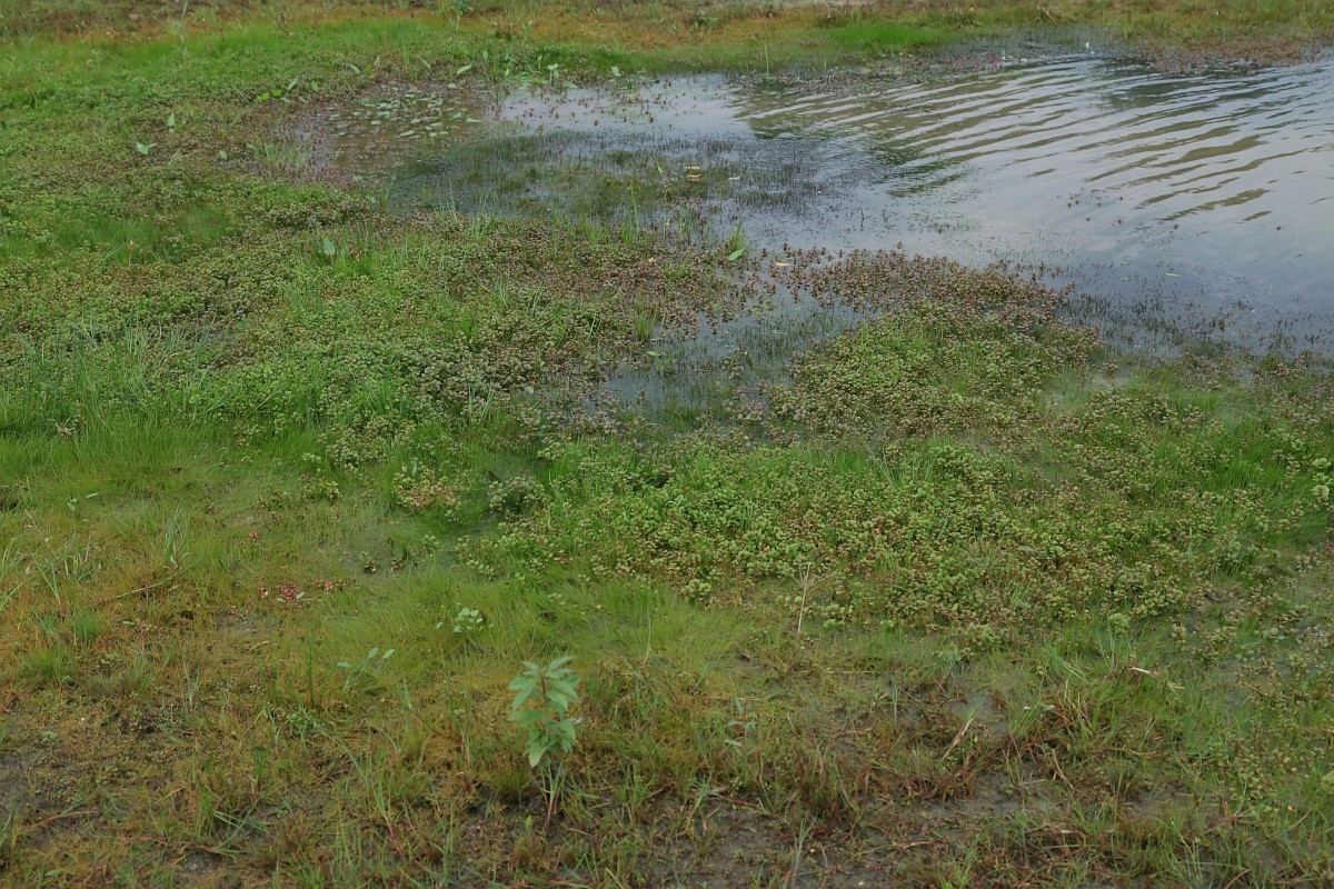 Lythrum portula, Water Purslane